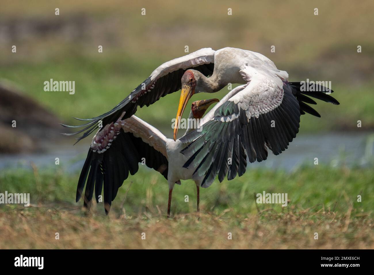 Two yellow-billed storks quarrel on grassy riverbank Stock Photo - Alamy