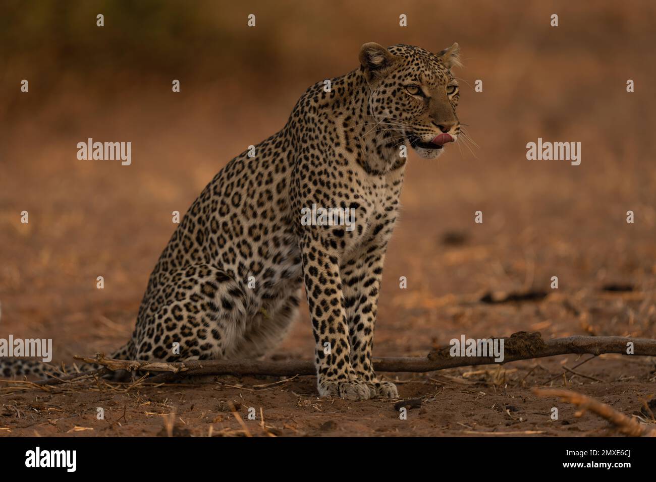 Leopard panthera pardus licking its lips hi-res stock photography and ...