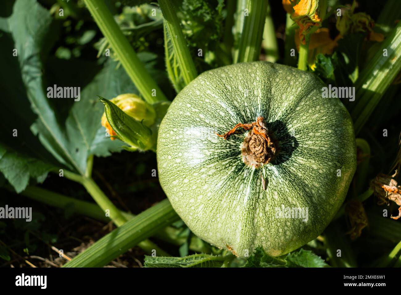 Round zucchini from Nice in eco garden, cucurbita pepo Stock Photo - Alamy