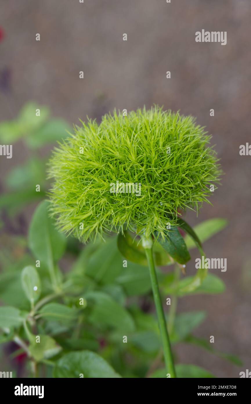 Dianthus Barbatus Green Trick
