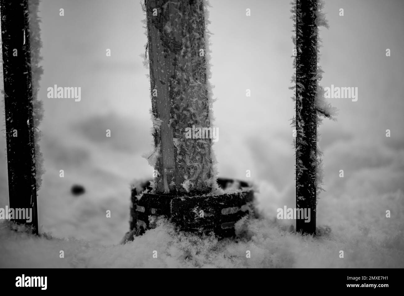 Rabbit damage to bark Black and White Stock Photos & Images - Alamy