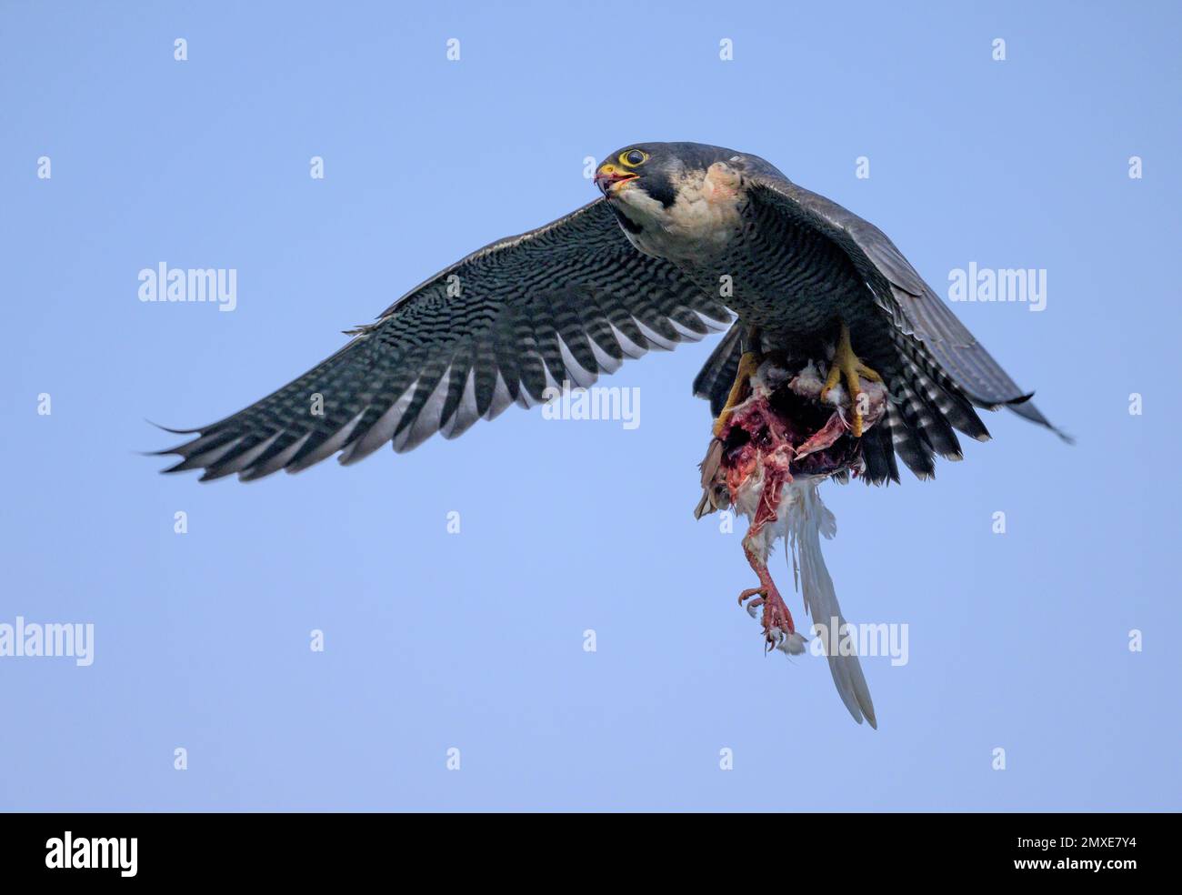 Peregrine Falcon with prey victim (pigeon) returning to devour their ...
