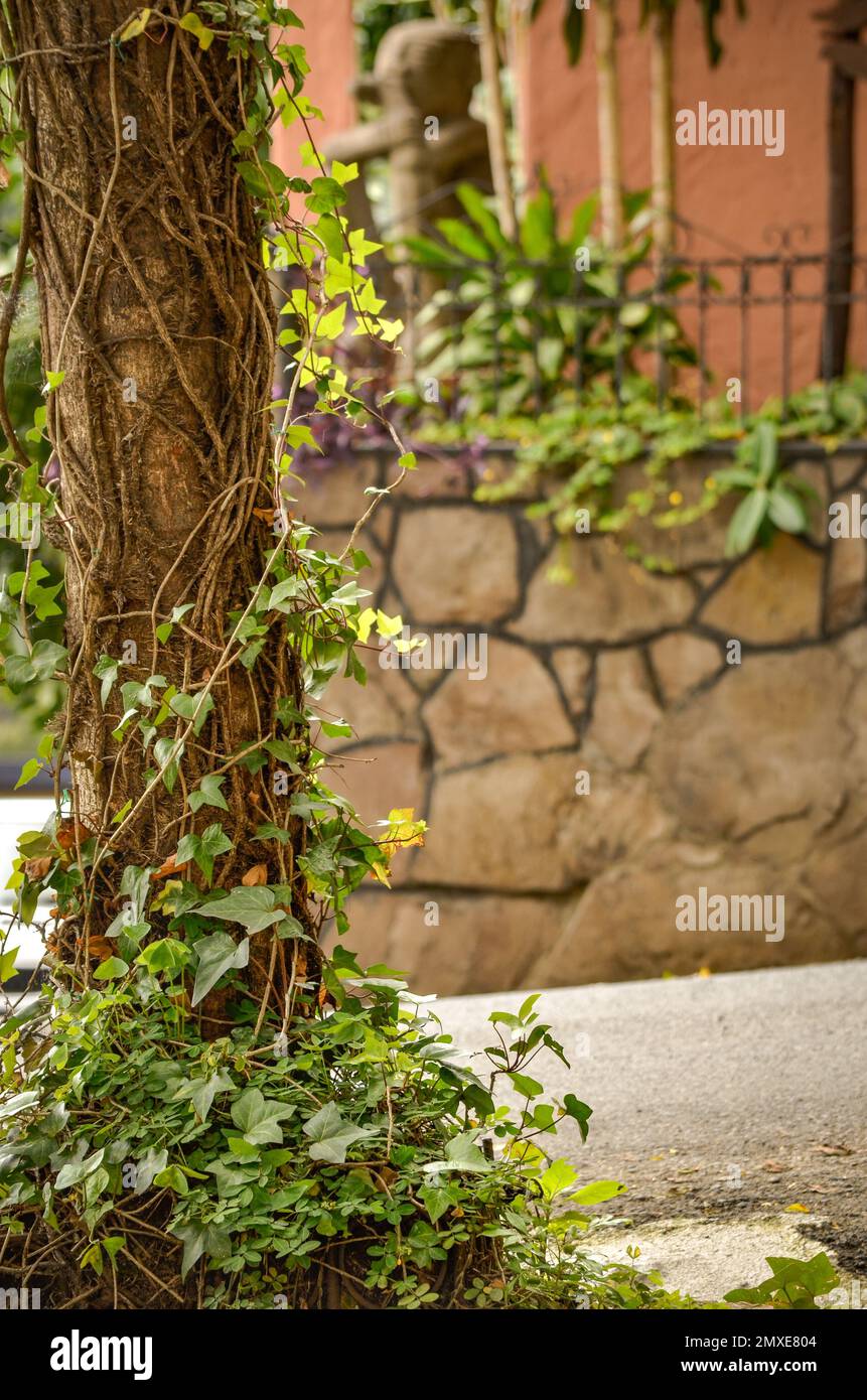A vertical shot of a tree with green climbing branches and leaves next ...
