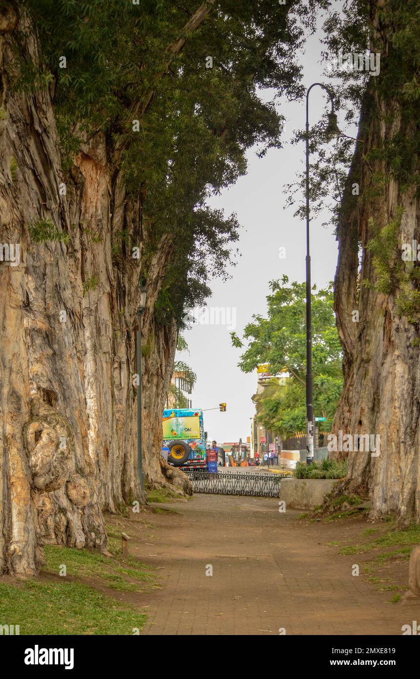 A vertical shot of a path between tall trees in Morazan Park, San Jose ...