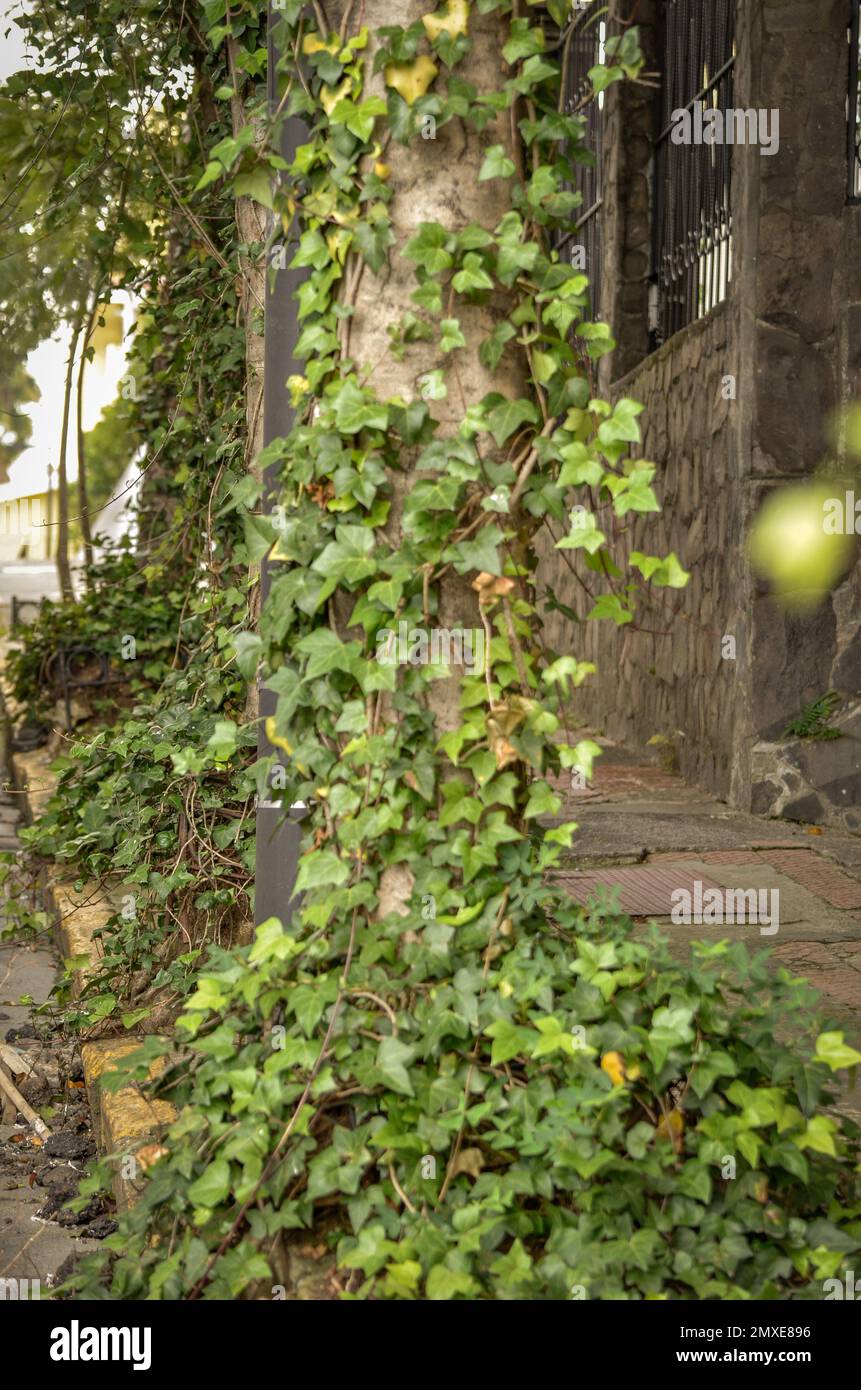 A vertical shot of a tree with green climbing branches and leaves next ...