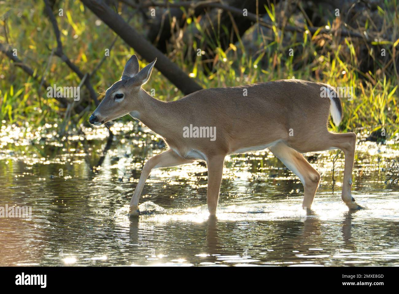 Key Deer in natural habitat in Florida state park Stock Photo - Alamy