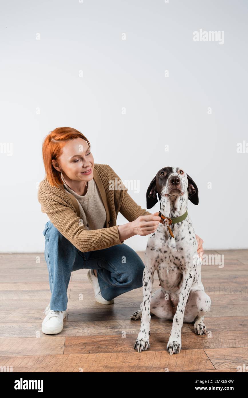 Positive redhead woman wearing collar on dalmatian dog,stock image ...