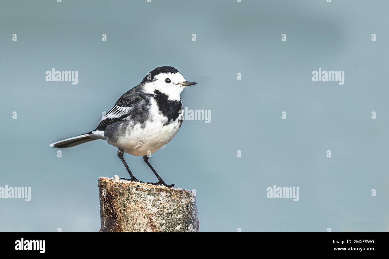 Pied wagtails hi-res stock photography and images - Alamy