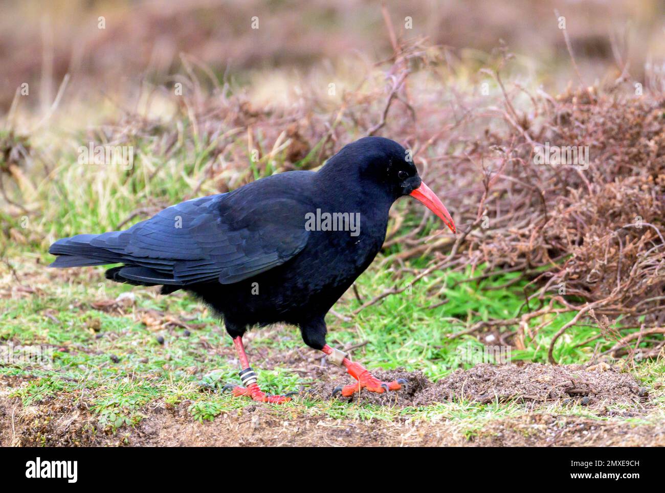 Cornish Choughs feeding on the cliff top between Lands End and Sennen ...