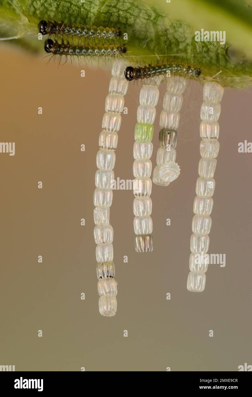 Eggs and caterpillars of the butterfly Map Butterfly, Araschnia levana ...