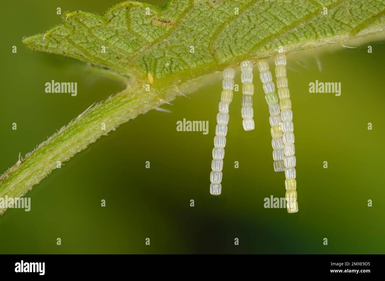 Insect eggs hi-res stock photography and images - Alamy