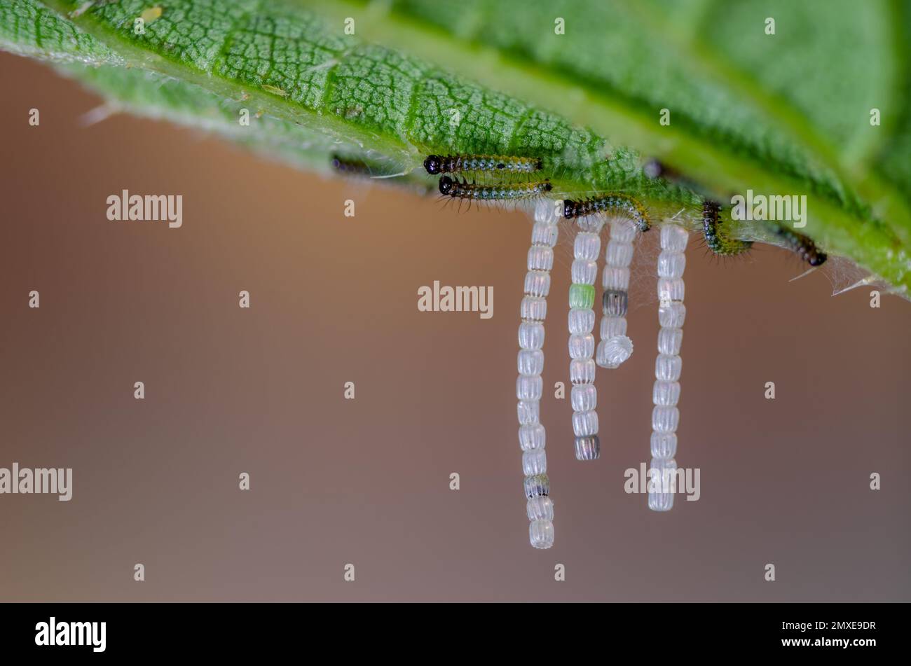 Eggs and caterpillars of the butterfly Map Butterfly, Araschnia levana ...