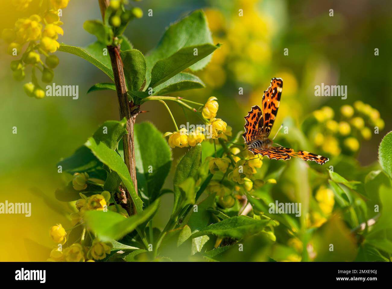 Map Butterfly, Araschnia levana, spring colouring, spring generation ...