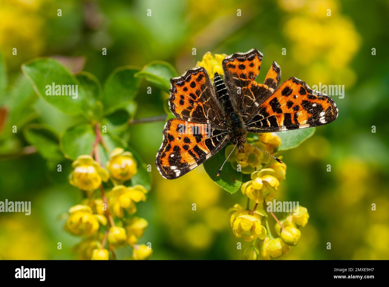 Map Butterfly, Araschnia levana, spring colouring, spring generation ...