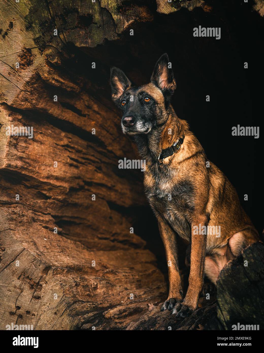 a Malinois dog in a cave Stock Photo - Alamy