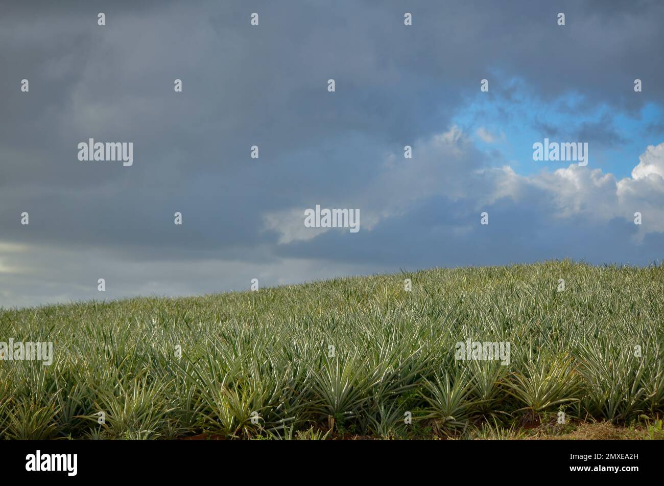 A stormy sky full of clouds gathering over a hill covered by spiky ...