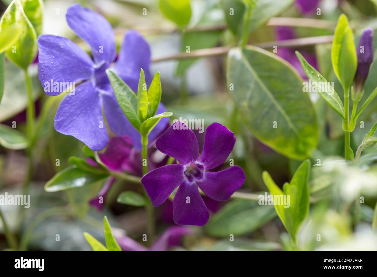 Vinca major, with the common names bigleaf periwinkle, large periwinkle ...