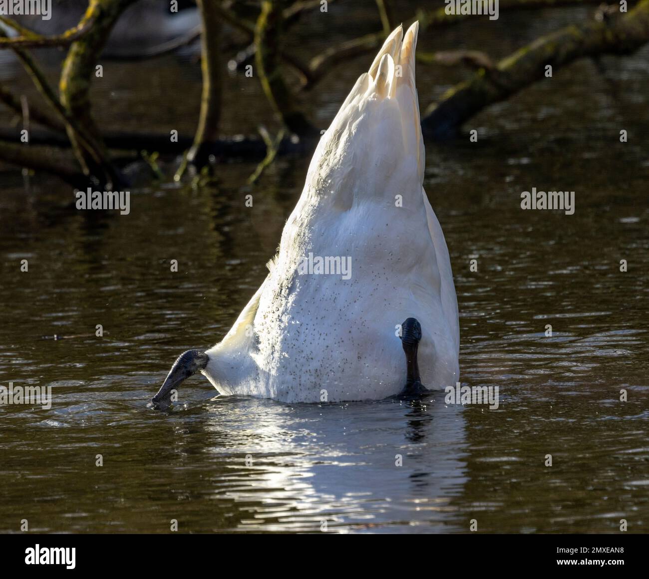 Most swans, like this Mute Swan, use a technique known as up-ending to ...
