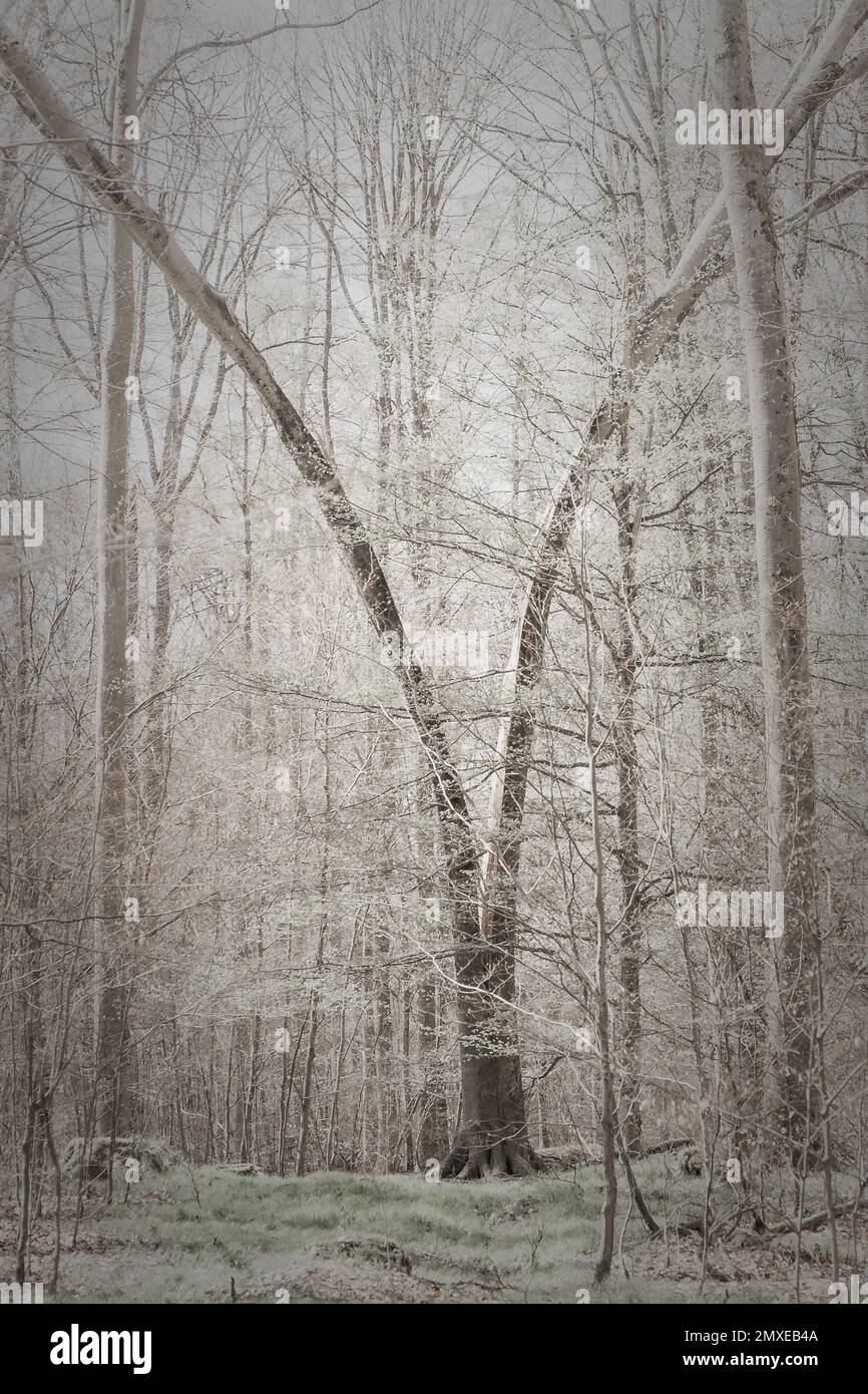A vertical shot of a tree split in half in a forest in winter Stock ...