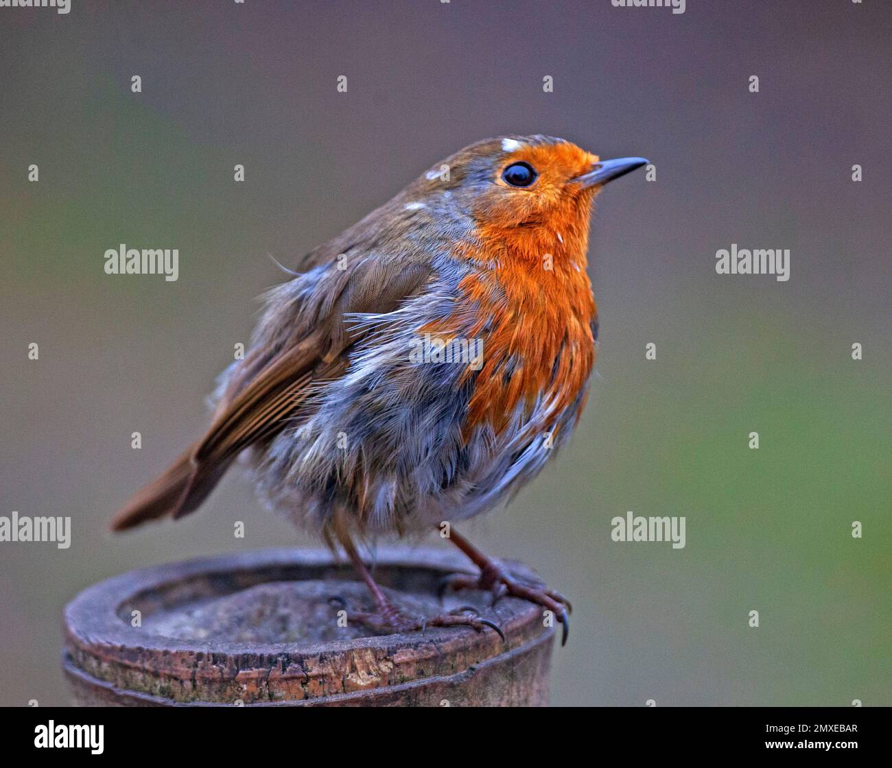 Botanical Gardens, Edinburgh, Scotland, UK. 3rd February 2023. Pictured ...