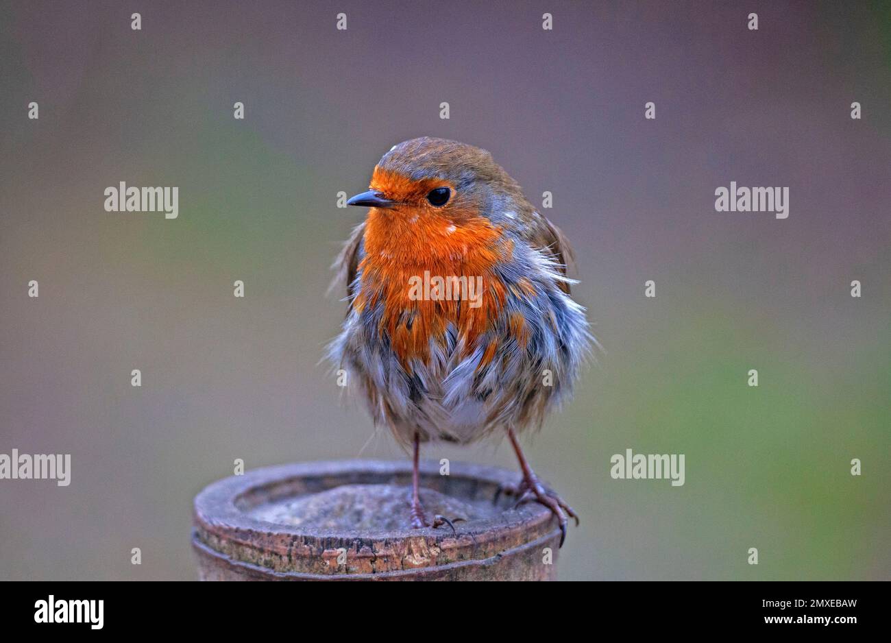 Botanical Gardens, Edinburgh, Scotland, UK. 3rd February 2023. Pictured ...