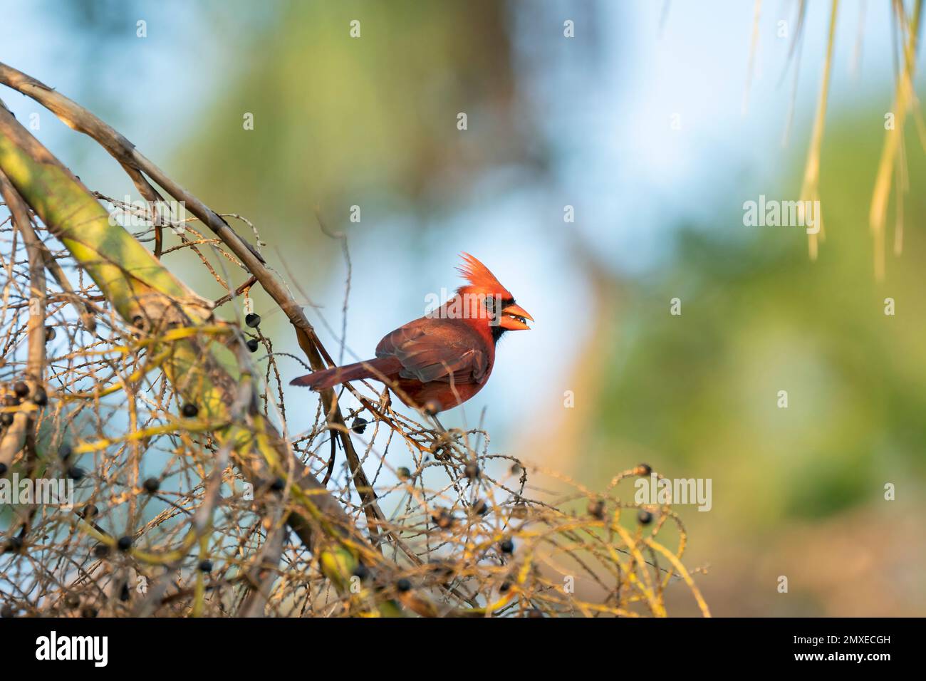 Northern cardinal bird (Cardinalis cardinalis) perched on a tree branch ...