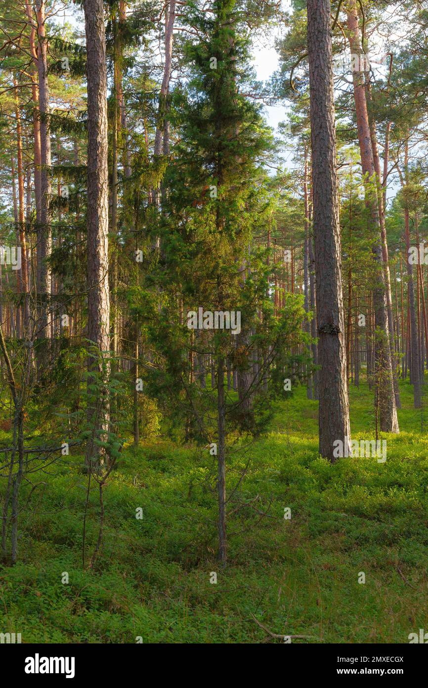 A beautiful natural pine forest in Northern Europe Stock Photo - Alamy