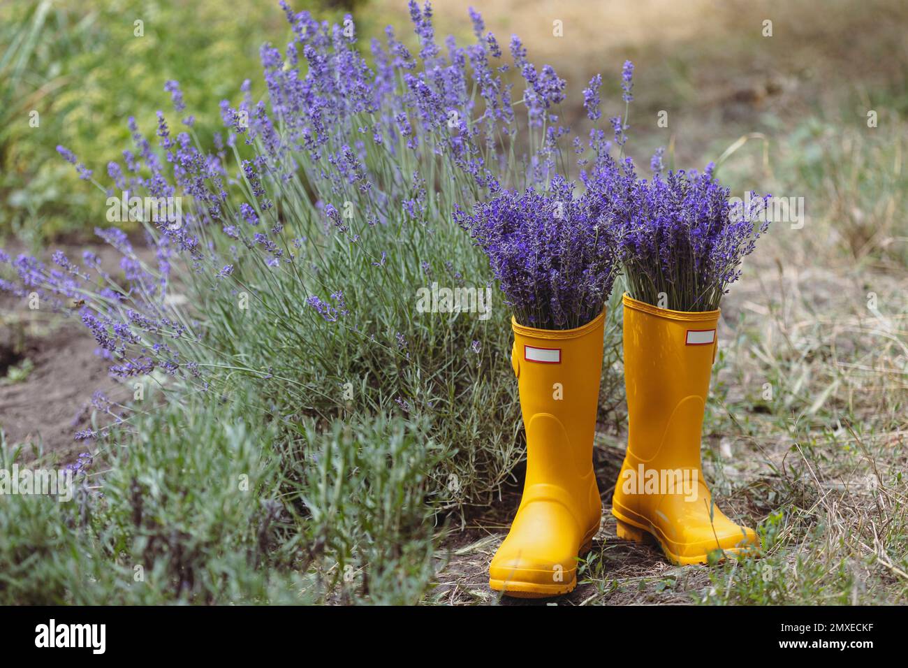bouquets of lavender in yellow rubber boots on the background of the ...