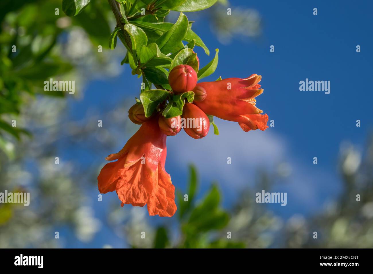Punica granatum tree flowering hi-res stock photography and images - Alamy