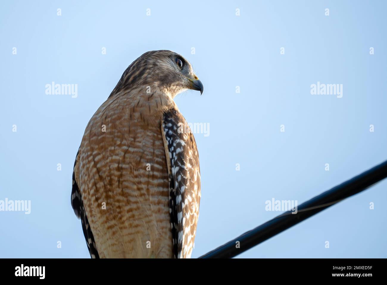 The red-shouldered hawk bird perching on electric cable looking for ...