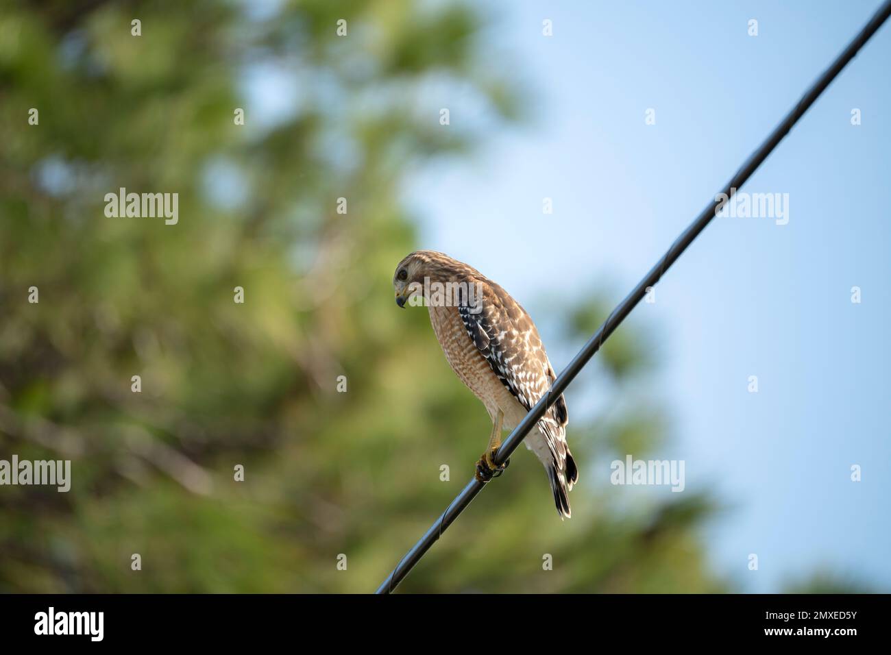 The red-shouldered hawk bird perching on electric cable looking for ...