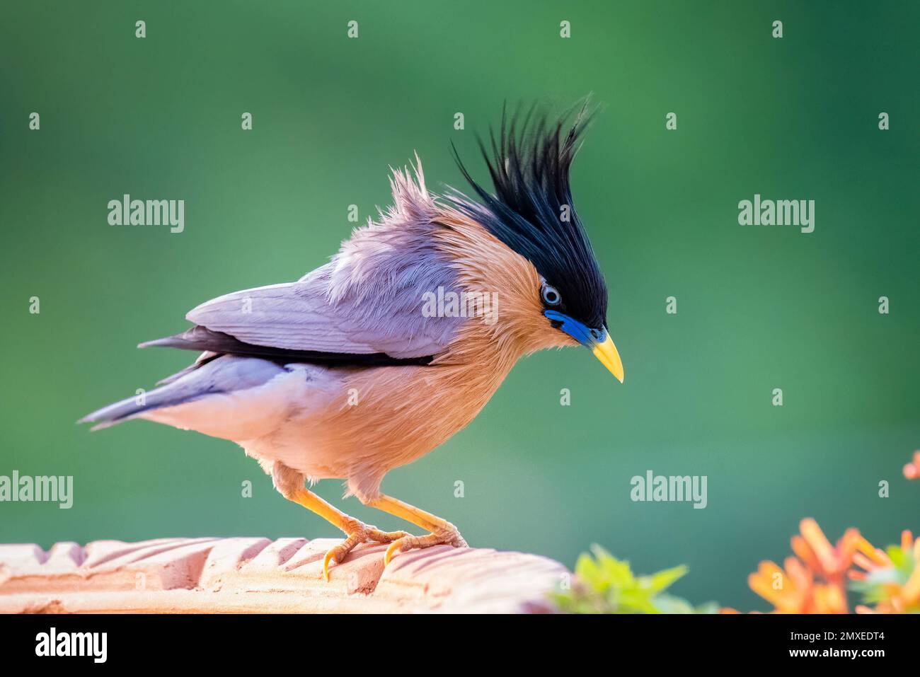 The wind messing up his hair. India: THIS COMICAL bird rocks an ...