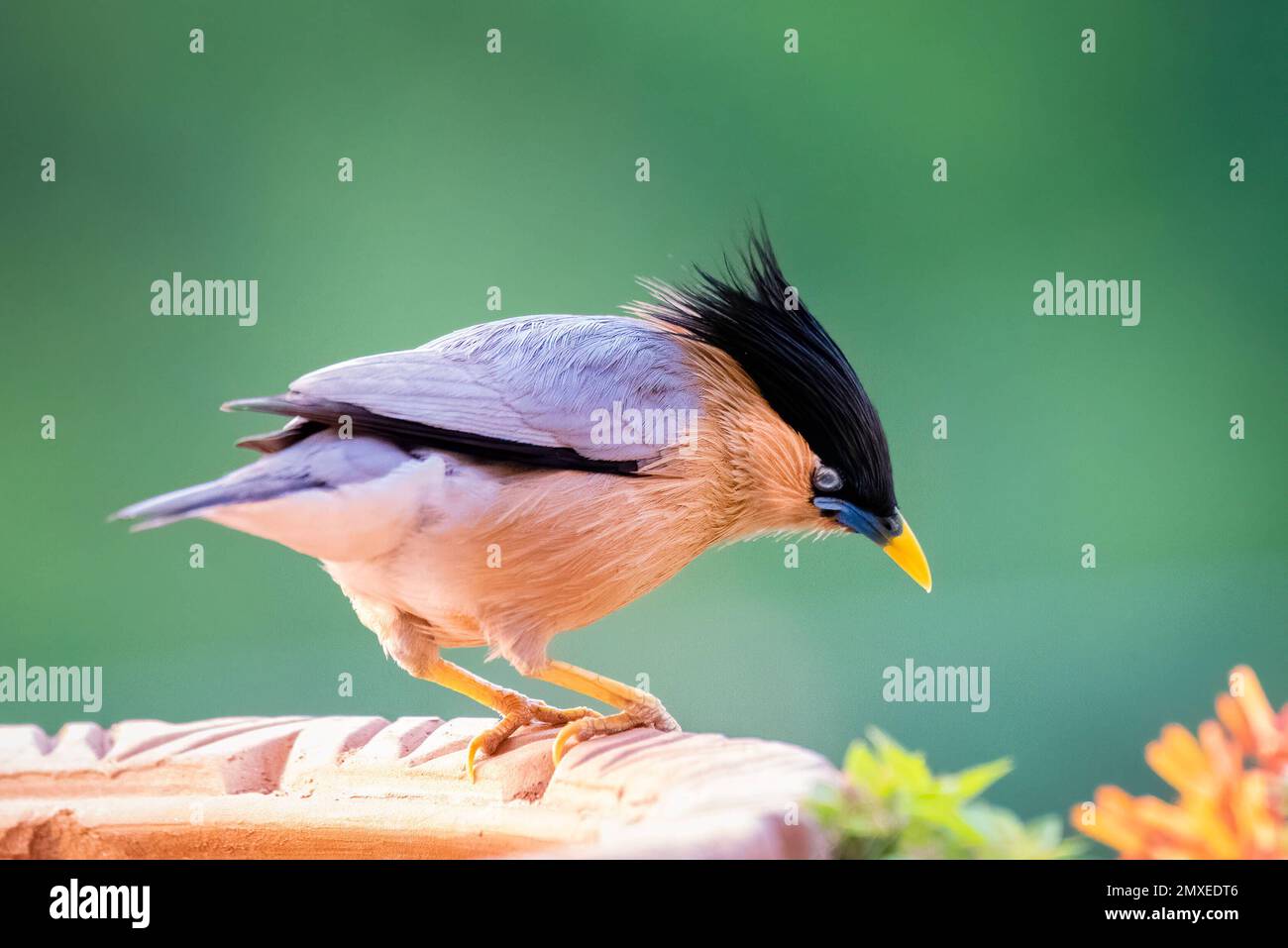 The wind begins to blow. India: THIS COMICAL bird rocks an unexpected ...