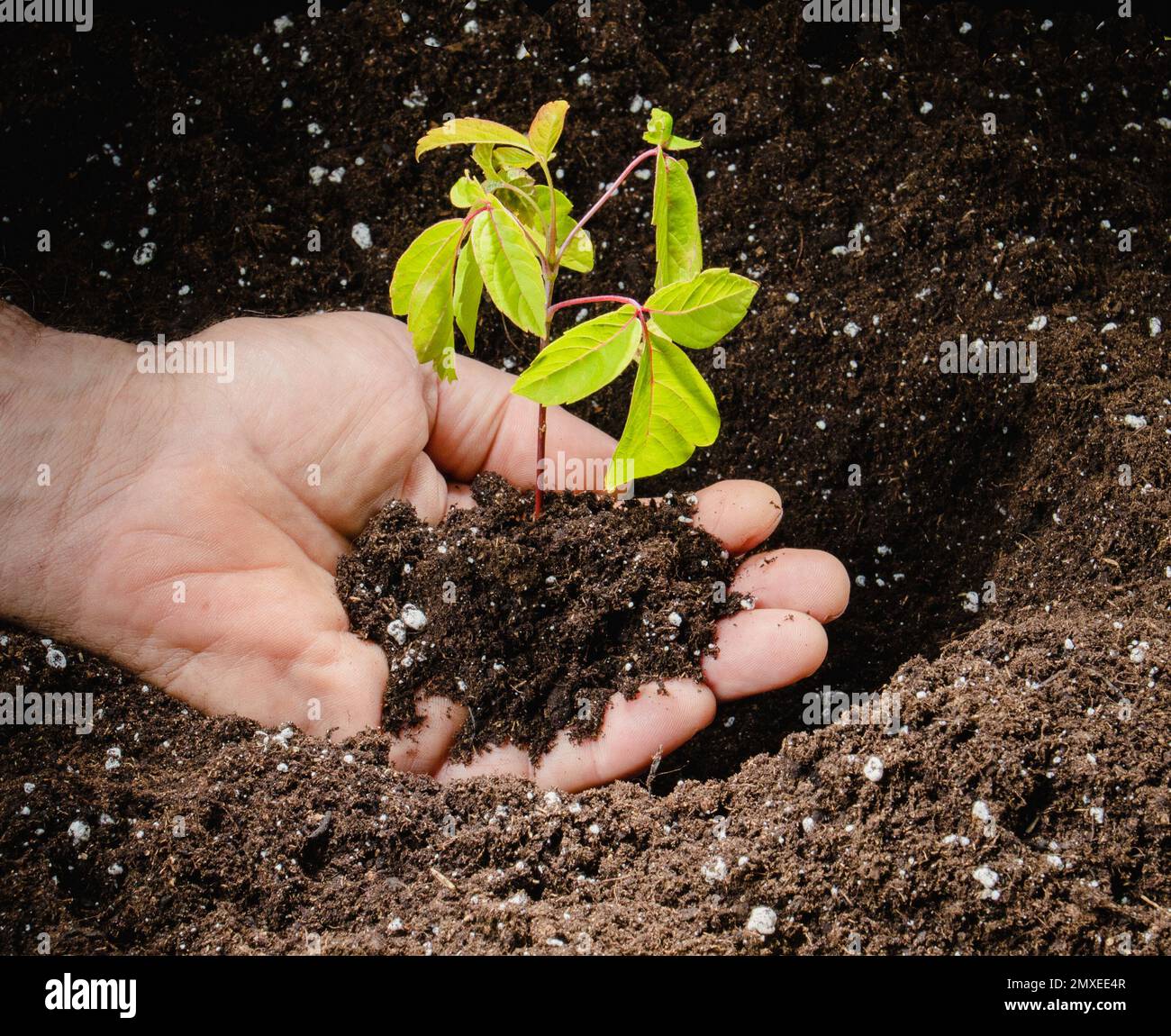 maple sapling in hand before planting in loose ground Stock Photo - Alamy