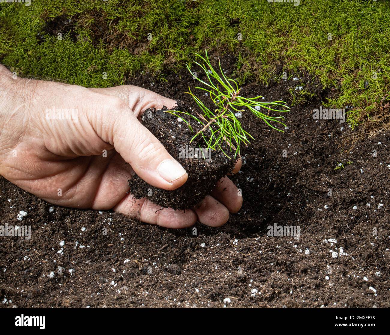 planting a tiny pine seedling in fertile land Stock Photo - Alamy
