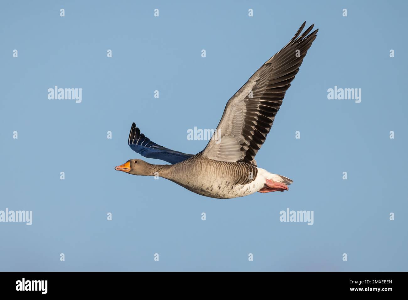 Greylag Goose in flight Stock Photo - Alamy