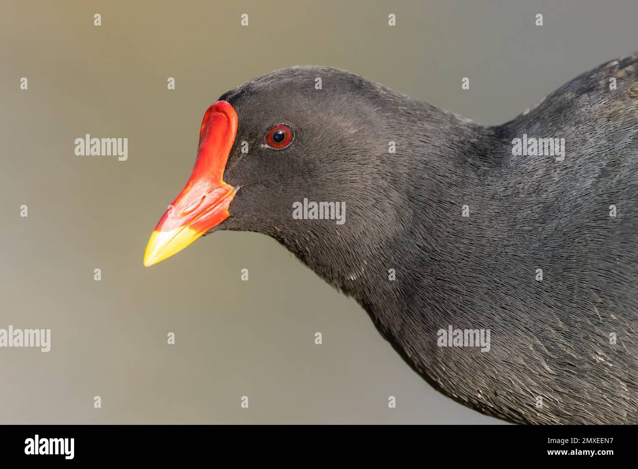 Bird moorhen hi-res stock photography and images - Alamy