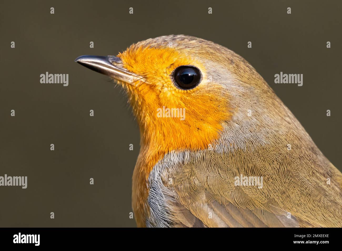 Close up of robins hi-res stock photography and images - Alamy