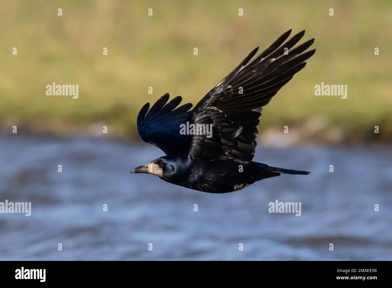 Rook in flight over water Stock Photo - Alamy