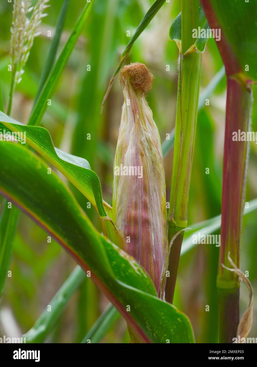 Staple food plant hi-res stock photography and images - Alamy