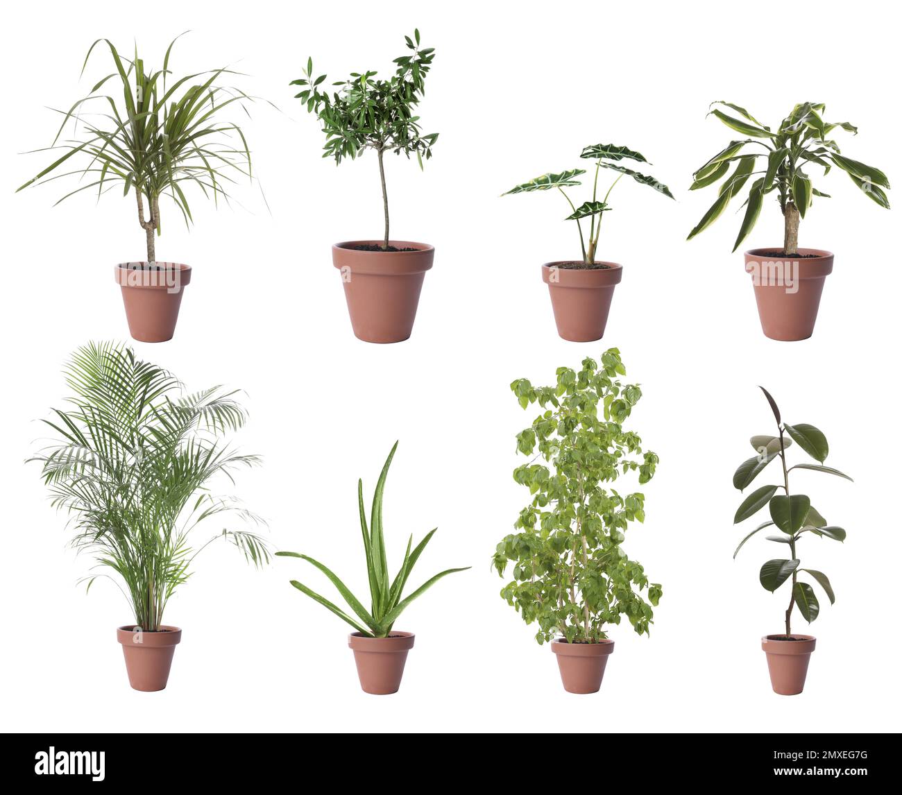 Set of different houseplants in flower pots on white background Stock ...