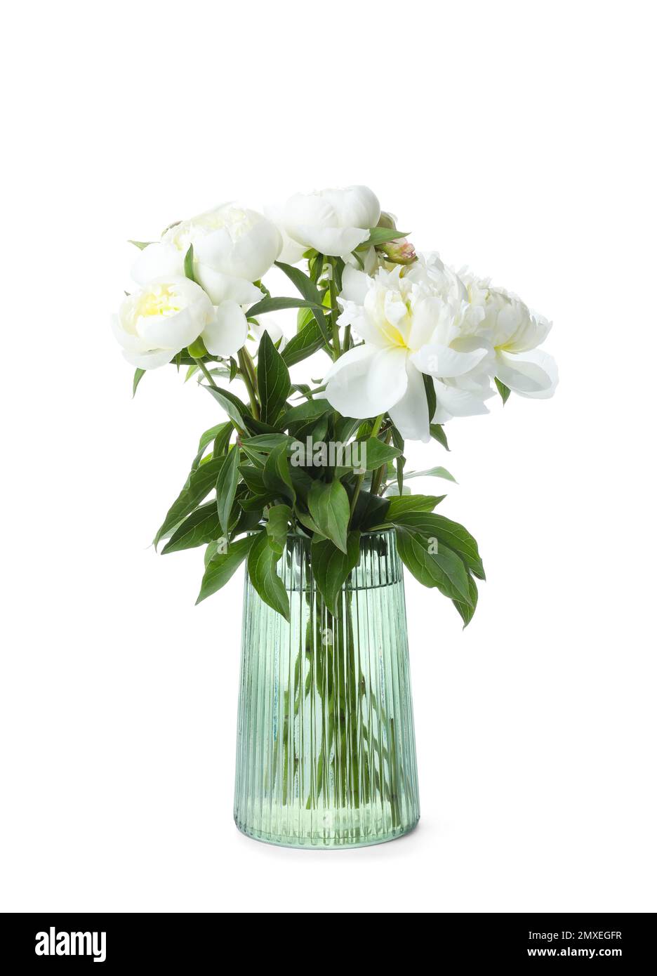 Beautiful blooming peonies in vase isolated on white Stock Photo - Alamy