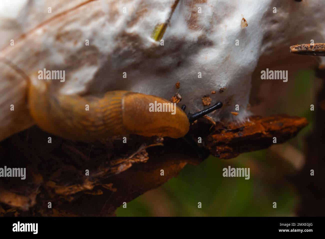 A macro shot of a brown slug crawling on a fallen tree branch Stock ...