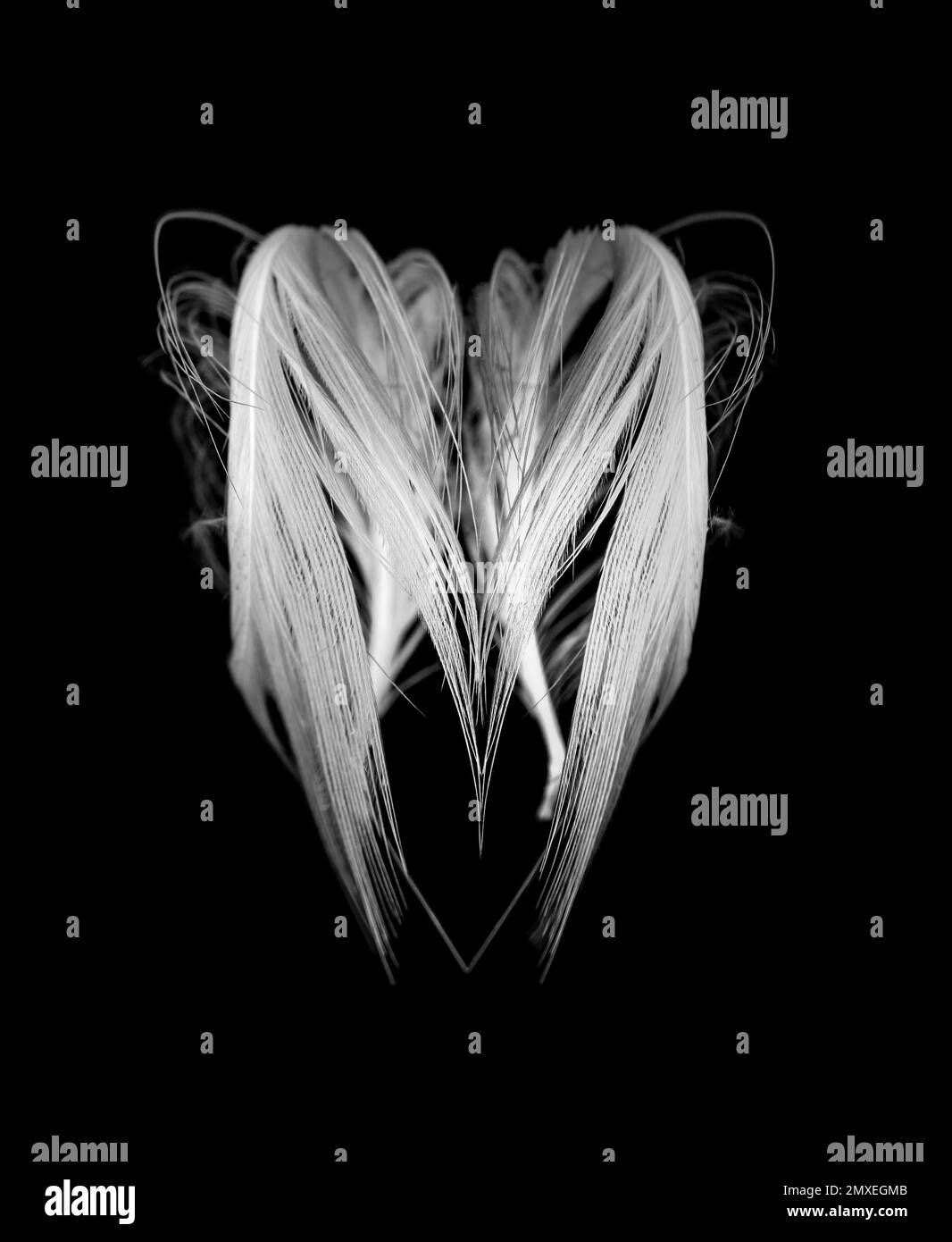 Vertical white feather on Black and White Stock Photos & Images - Alamy