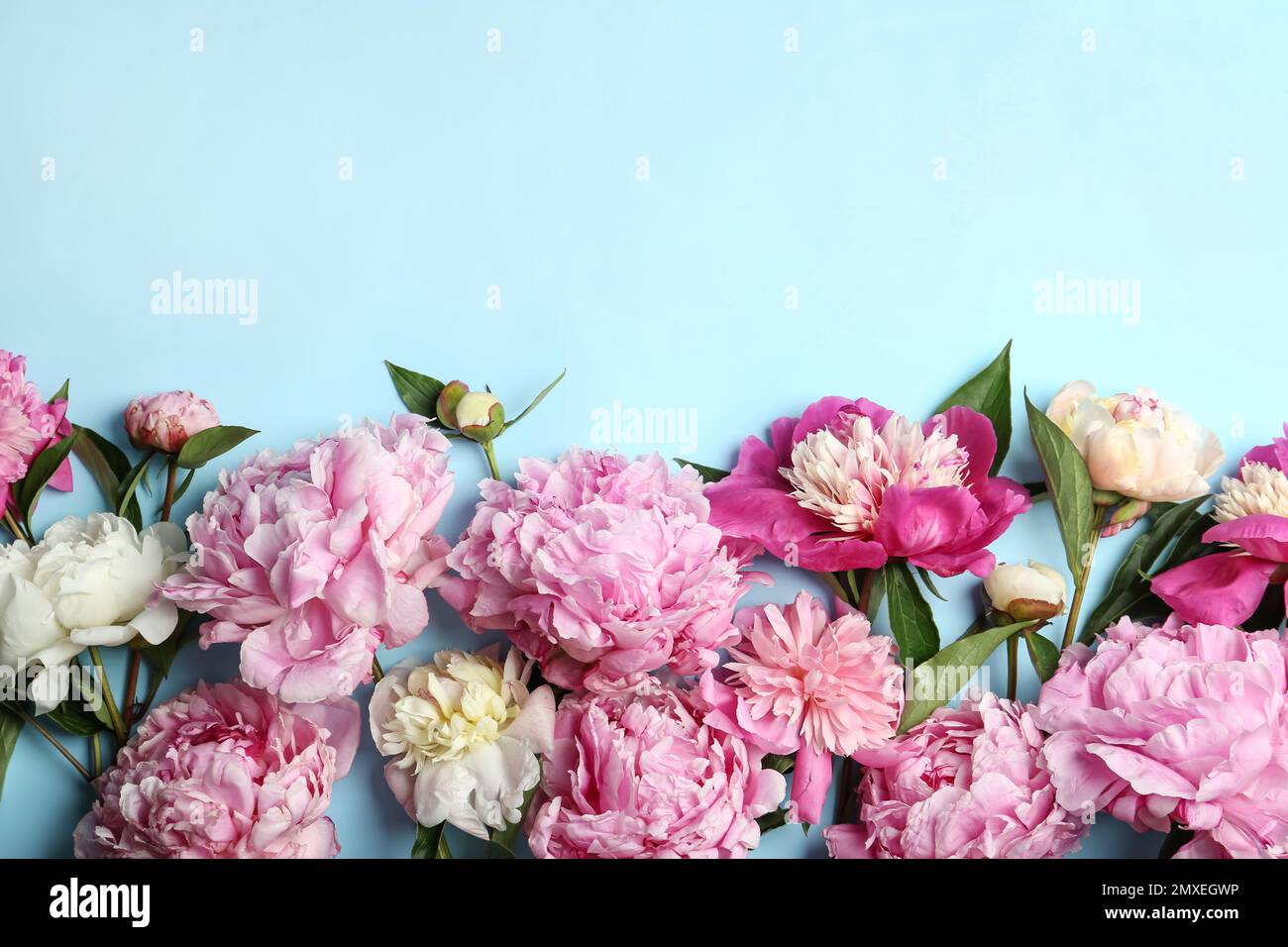 Beautiful peonies on light blue background, flat lay. Space for text ...