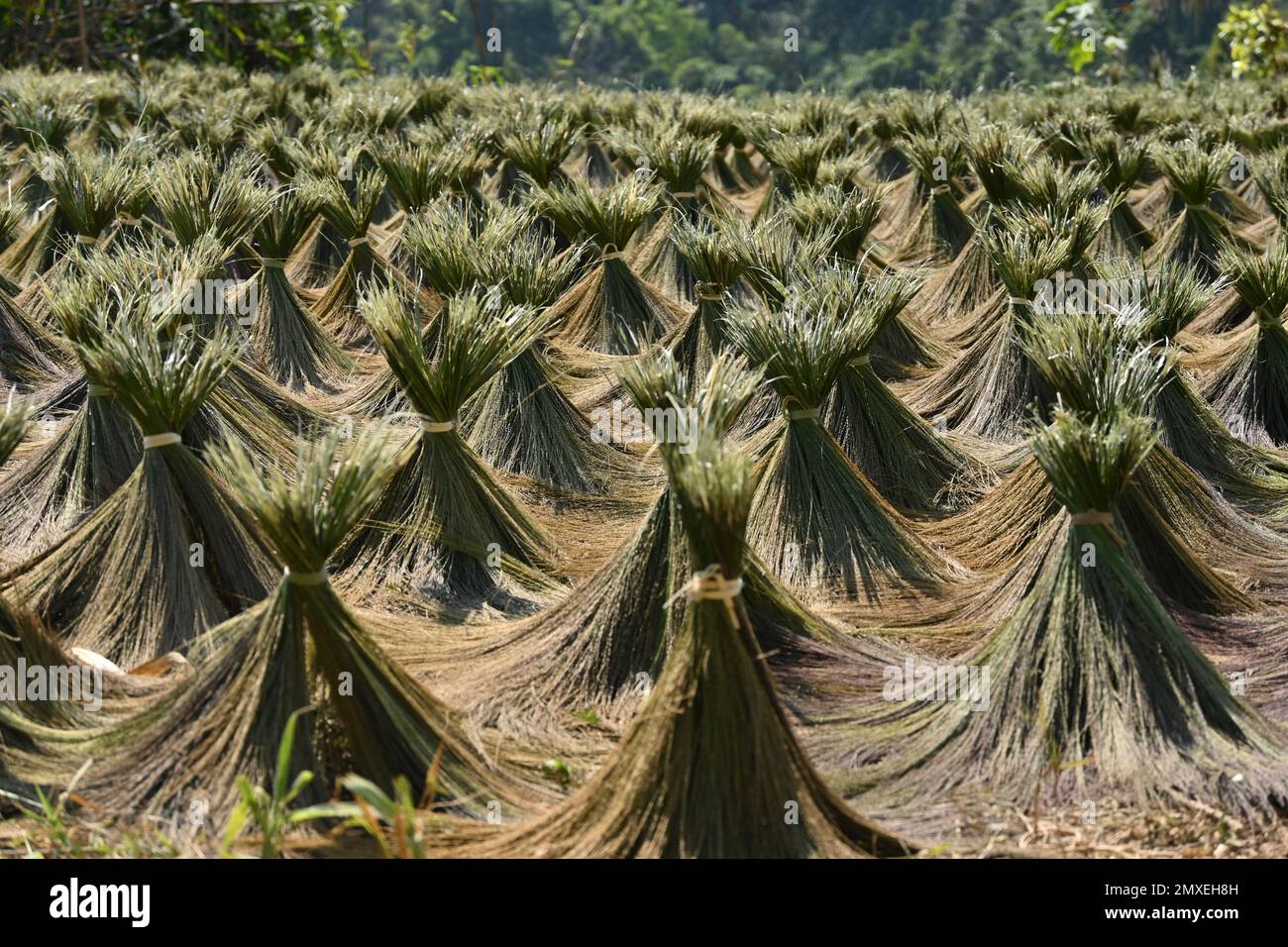 View of rice straws drying at the sun in a field near Luang Prabang ...