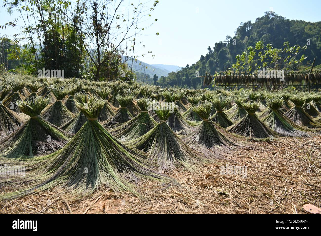 View of rice straws drying at the sun in a field near Luang Prabang ...