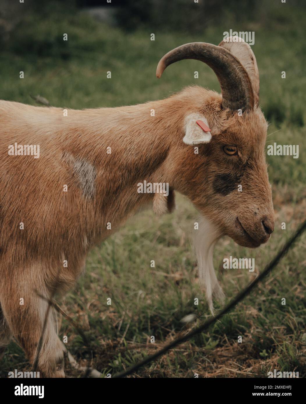 A vertical shot of a Capra in a green field Stock Photo - Alamy