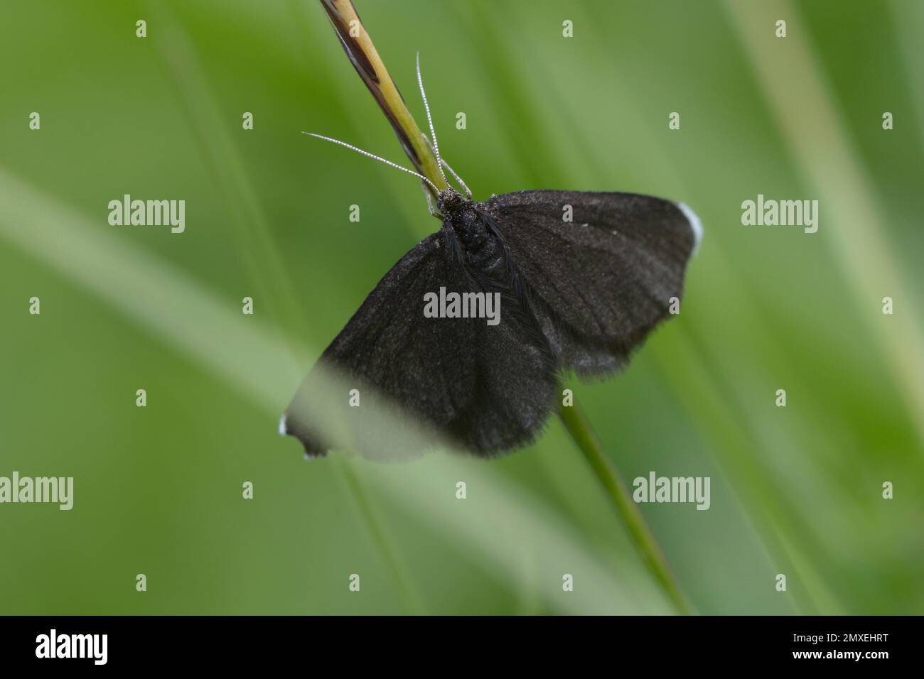 Chimney sweeper butterfly hi-res stock photography and images - Alamy