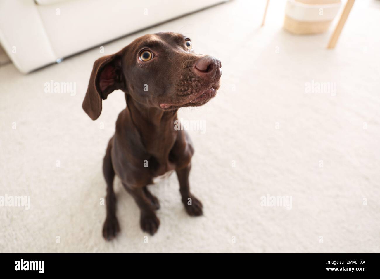 Beautiful brown German Shorthaired Pointer dog at home Stock Photo - Alamy